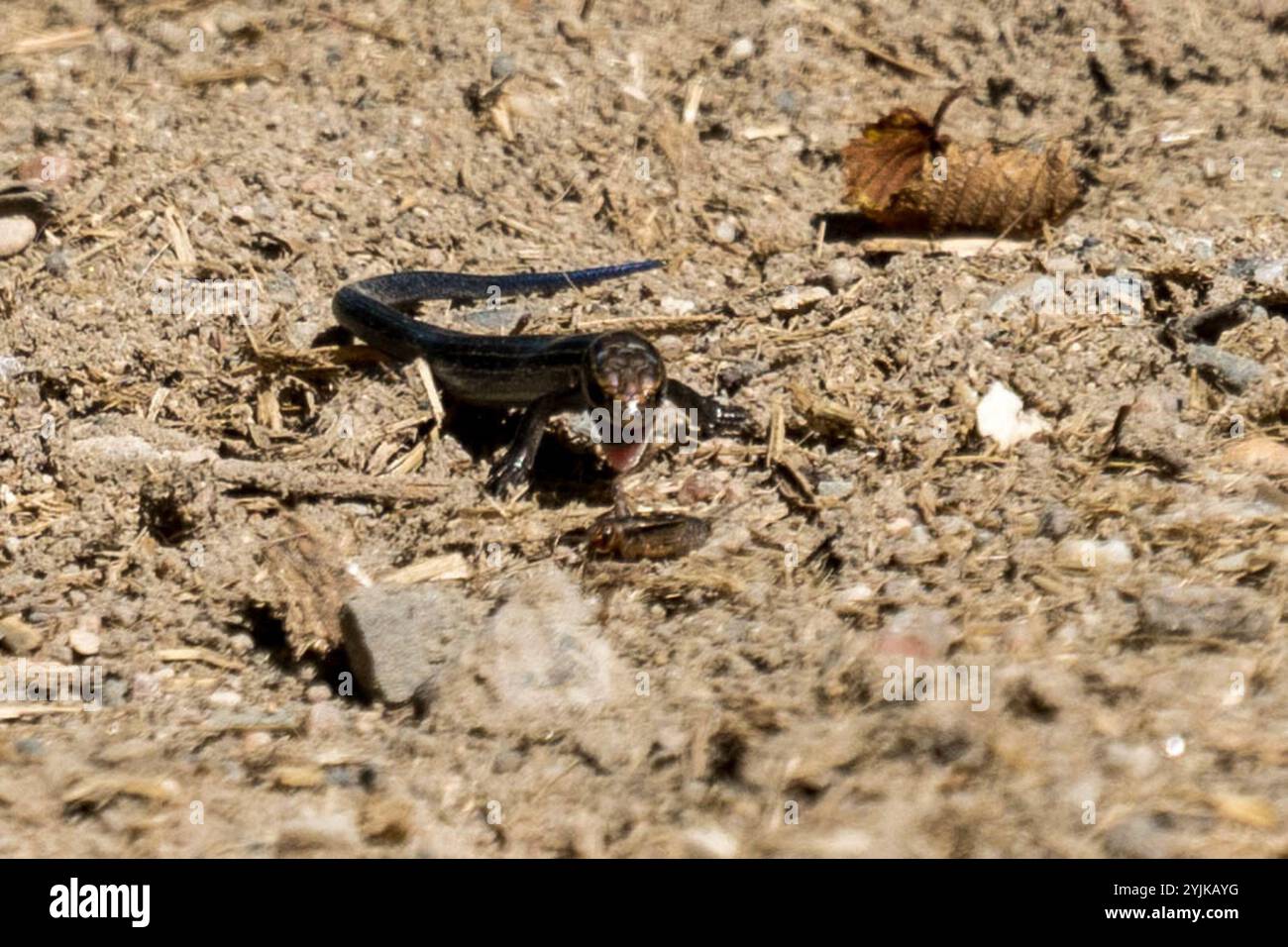 Prairie Skink (Plestiodon septentrionalis Stock Photo - Alamy