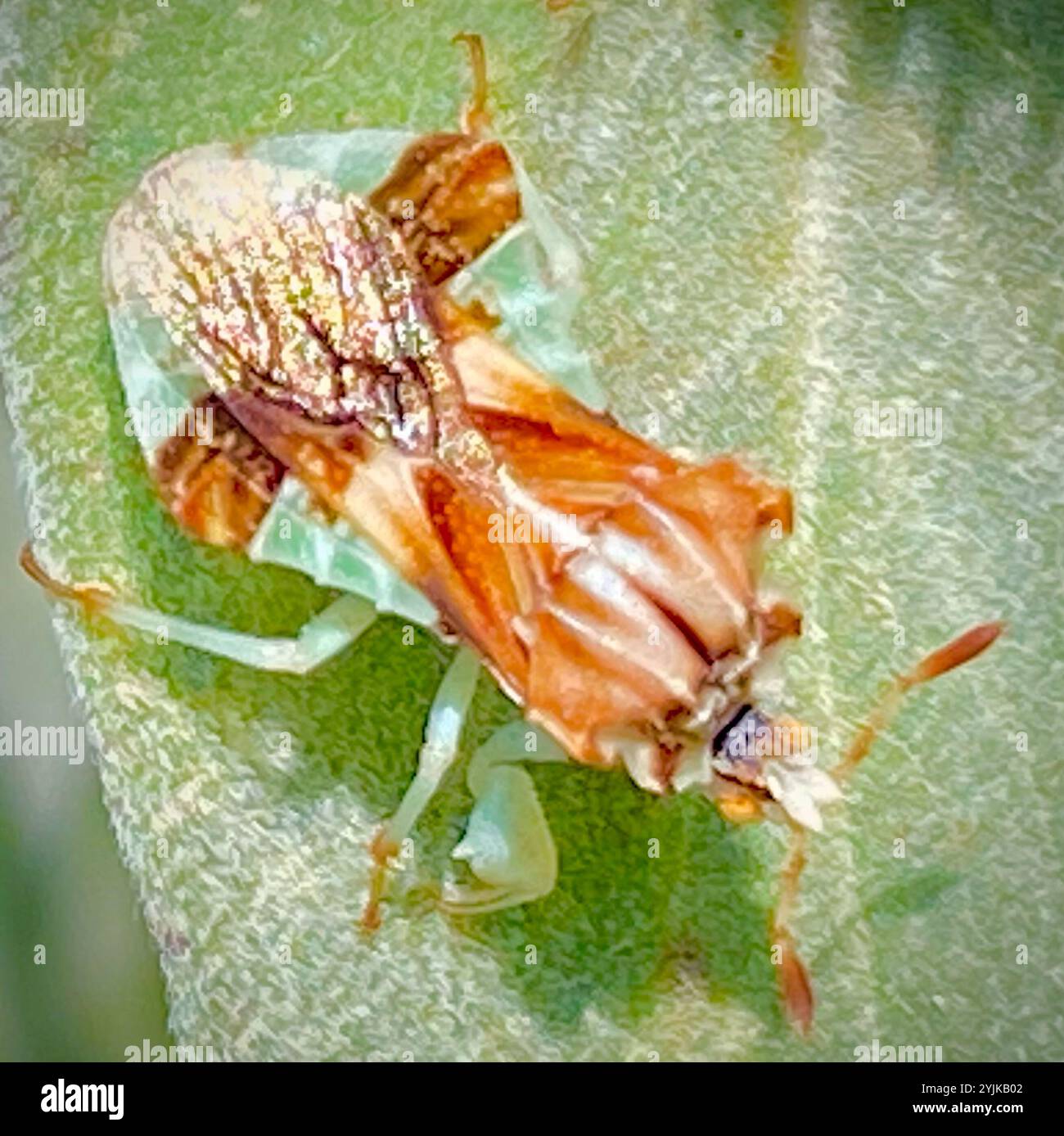 Phymata pennsylvanica hi-res stock photography and images - Alamy