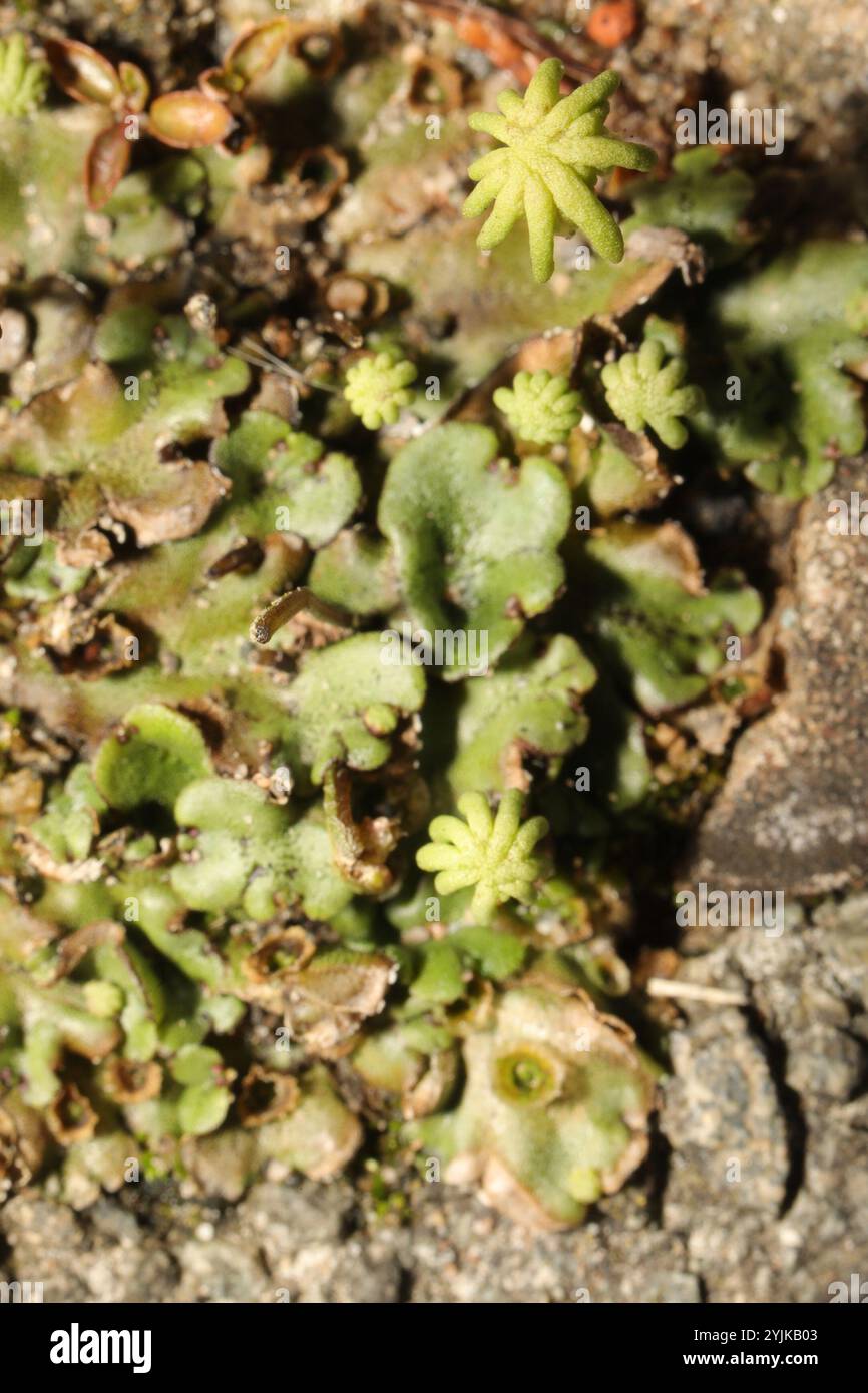 Common Liverwort (Marchantia polymorpha Stock Photo - Alamy