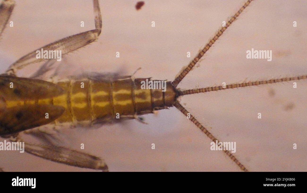 Orange Cahill (Stenacron interpunctatum Stock Photo - Alamy