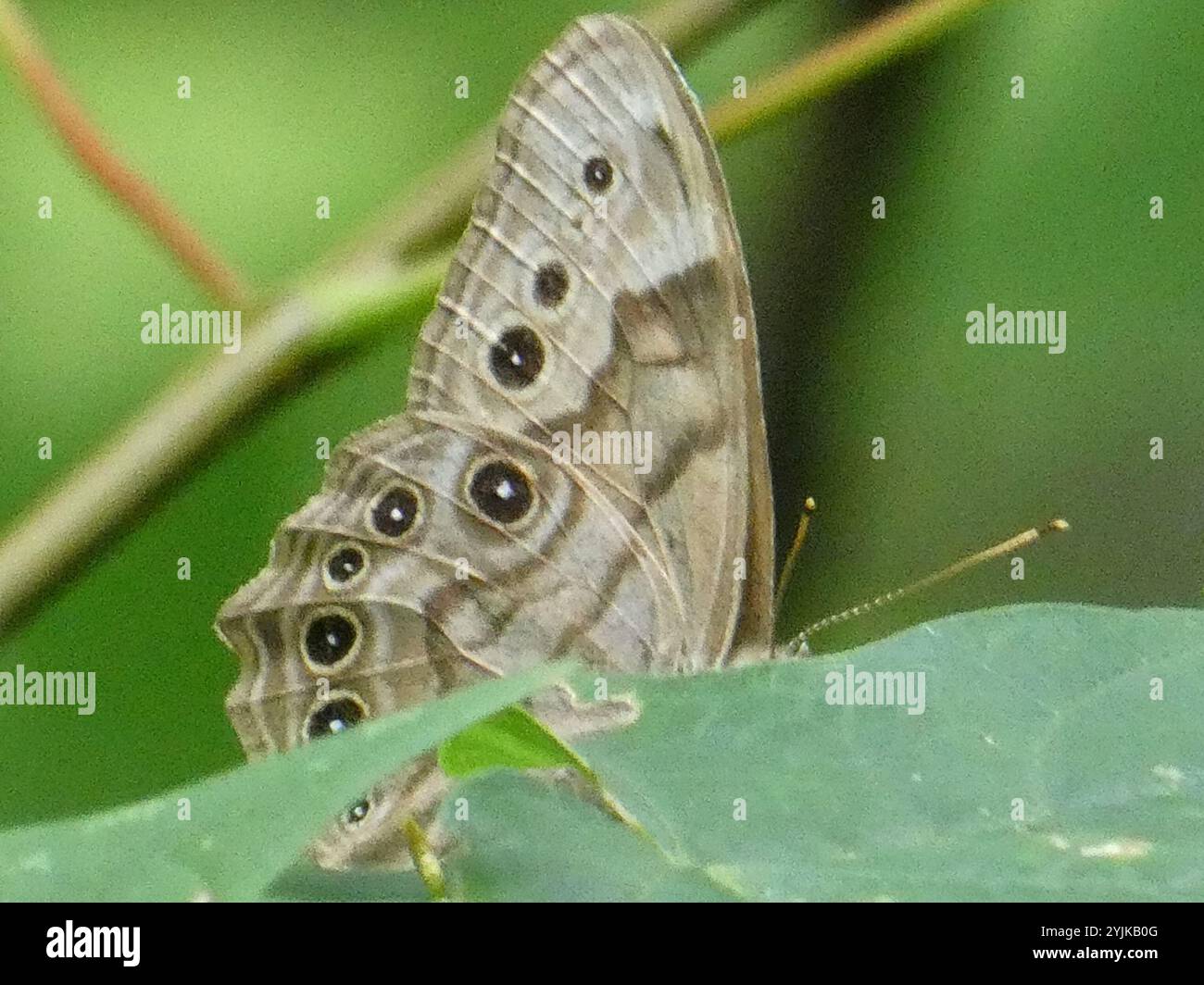 Northern Pearly-eye (Lethe anthedon Stock Photo - Alamy