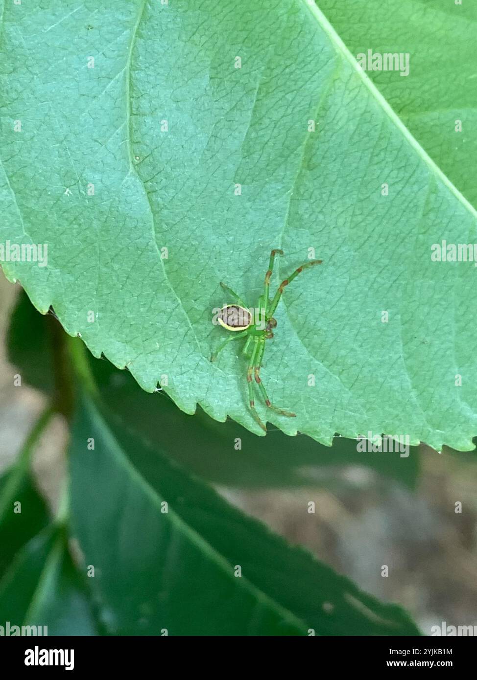 Eurasian Green Crab Spider (Diaea dorsata Stock Photo - Alamy