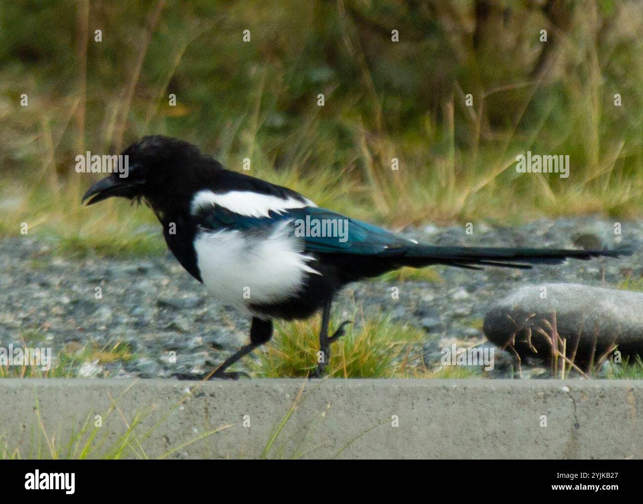 Black-billed Magpie (Pica hudsonia Stock Photo - Alamy