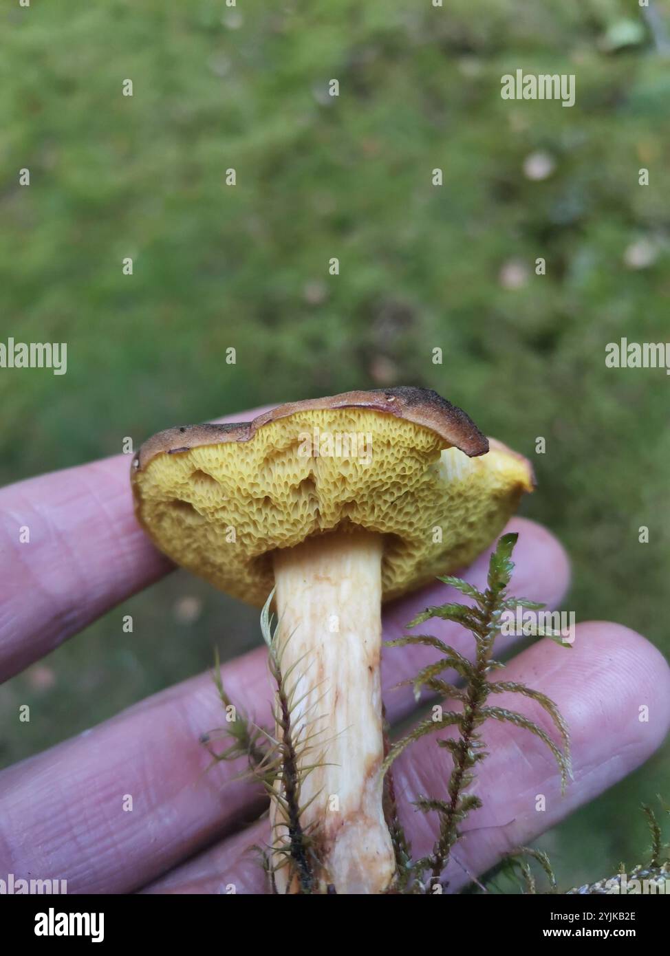 Suede Bolete (Xerocomus subtomentosus Stock Photo - Alamy