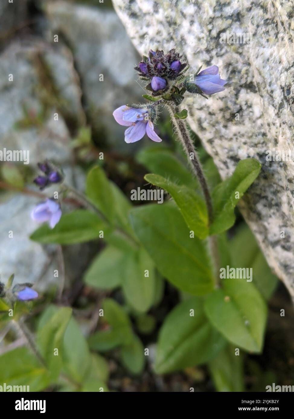 American alpine speedwell hi-res stock photography and images - Alamy