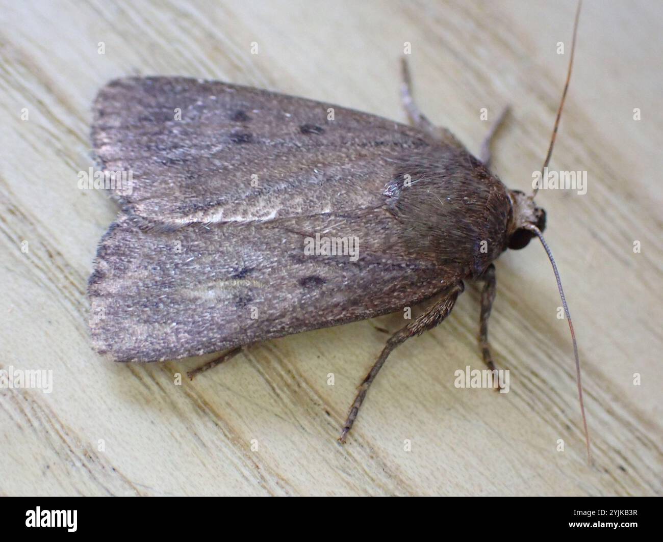 Mouse Moth (Amphipyra tragopoginis Stock Photo - Alamy