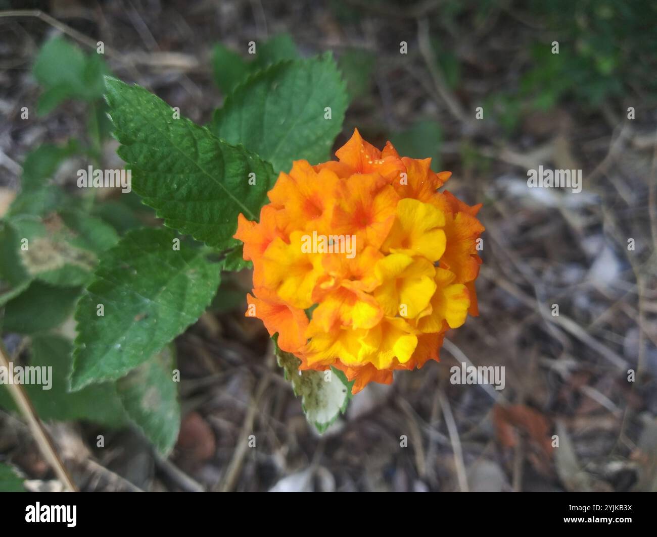 Texas lantana (Lantana urticoides Stock Photo - Alamy