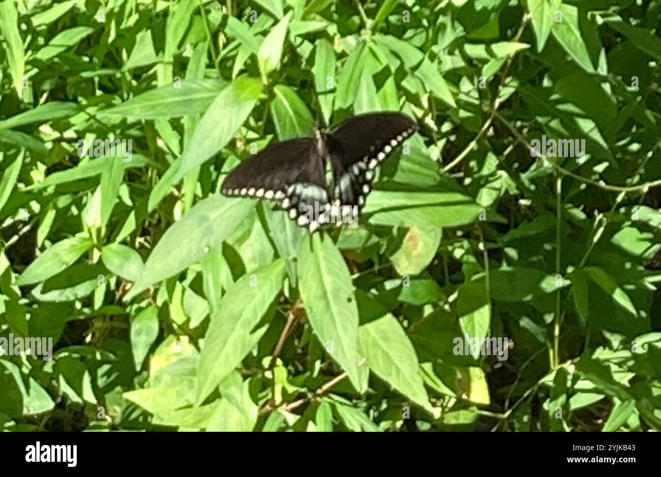Spicebush Swallowtail (Papilio troilus Stock Photo - Alamy