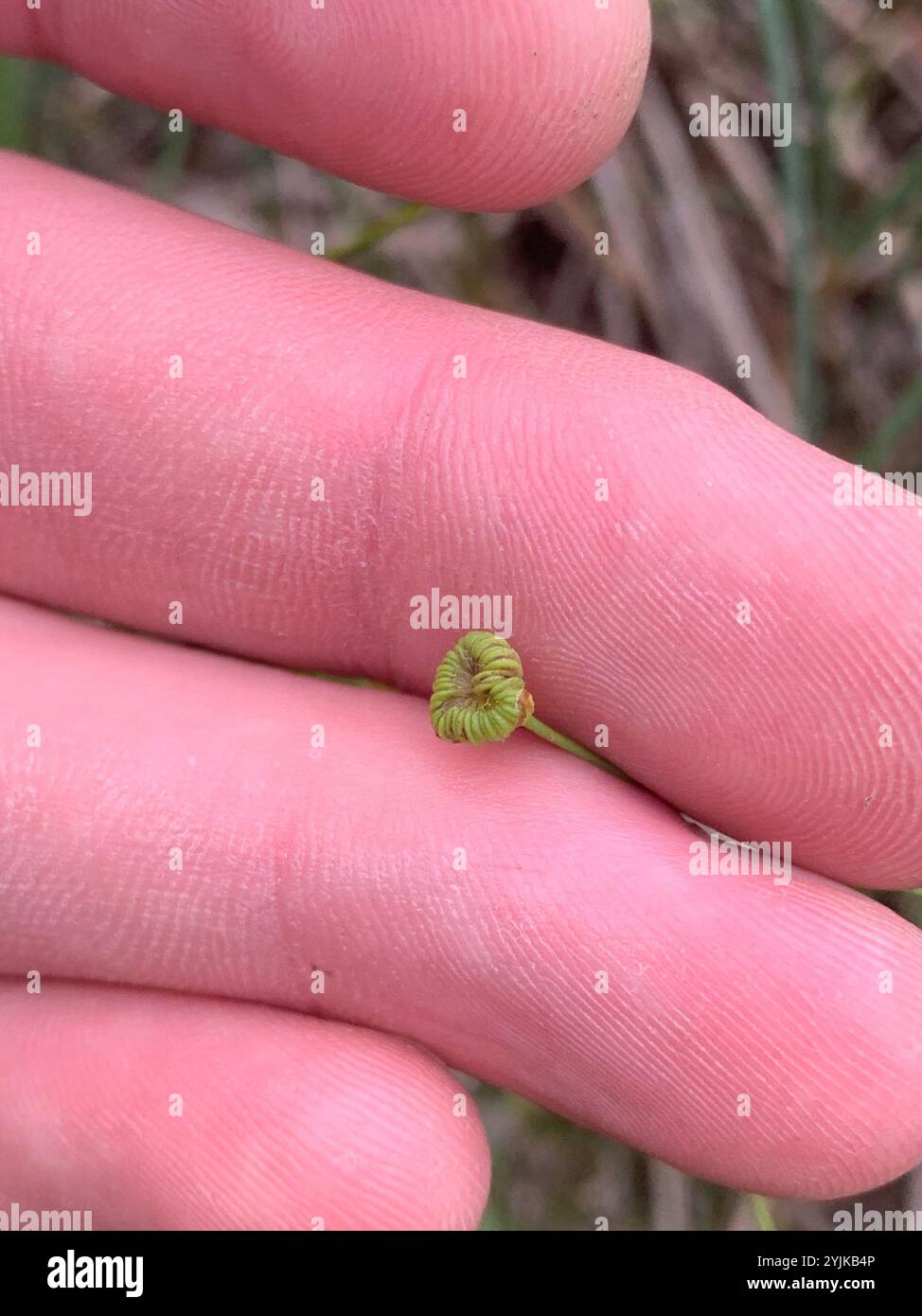 northern water-plantain (Alisma triviale Stock Photo - Alamy