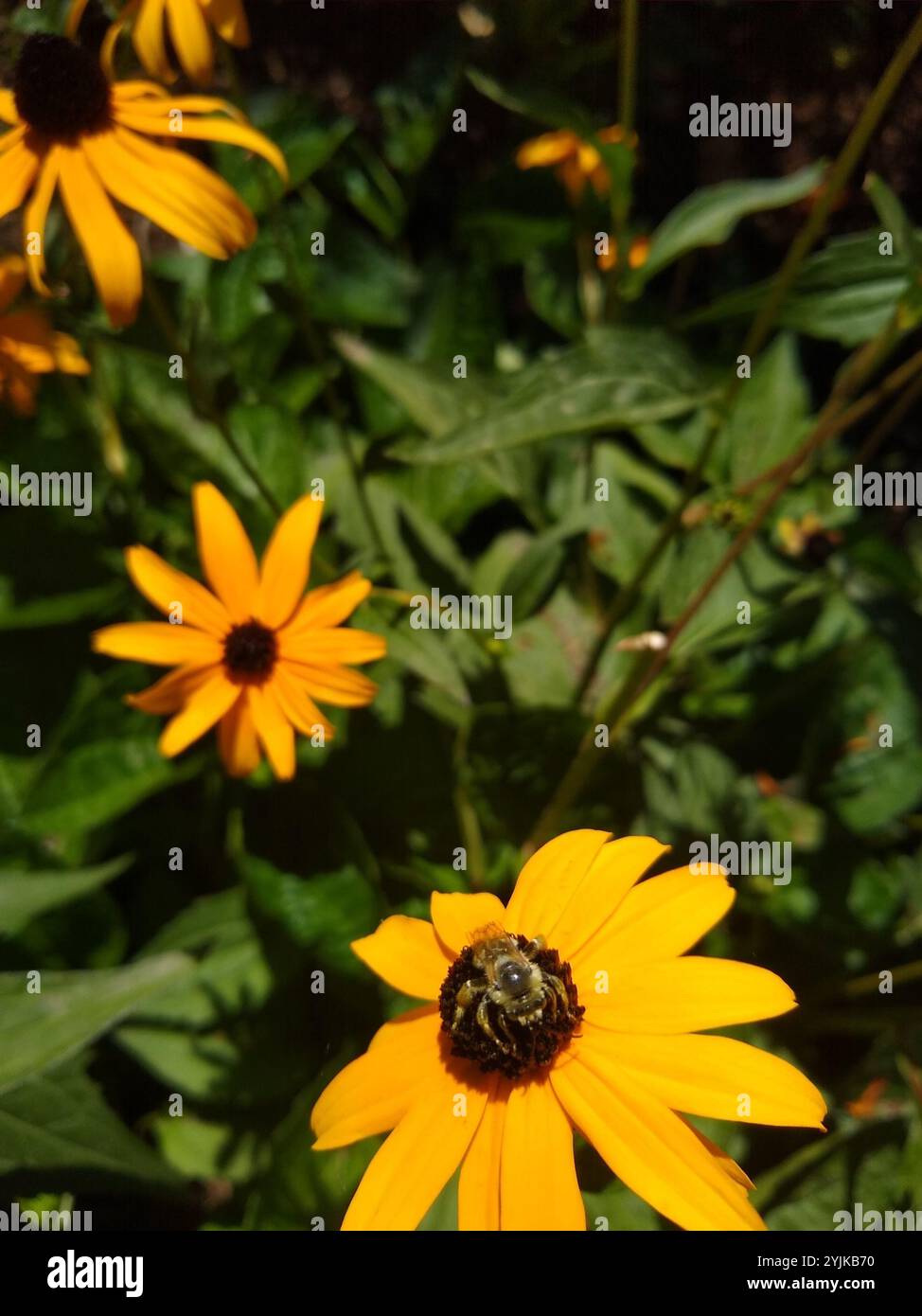 Longhorn Bees (Eucerini Stock Photo - Alamy