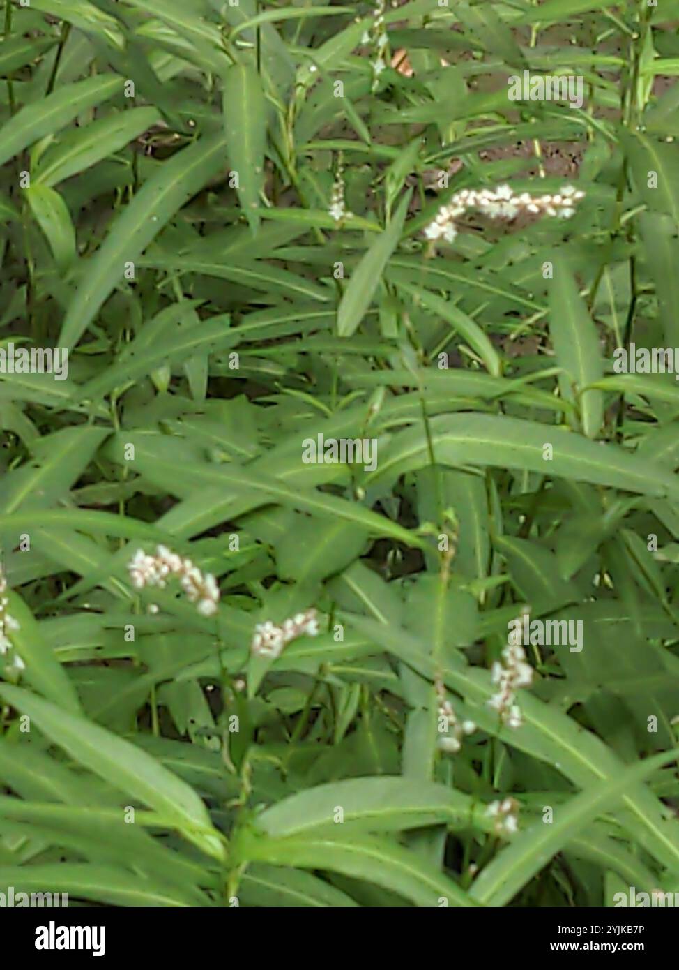 swamp smartweed (Persicaria hydropiperoides Stock Photo - Alamy