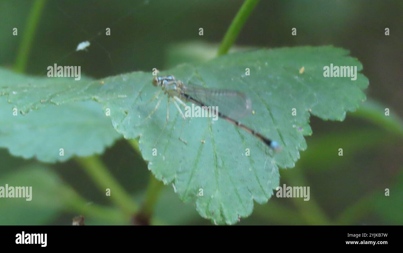 Vesper Bluet (Enallagma vesperum Stock Photo - Alamy