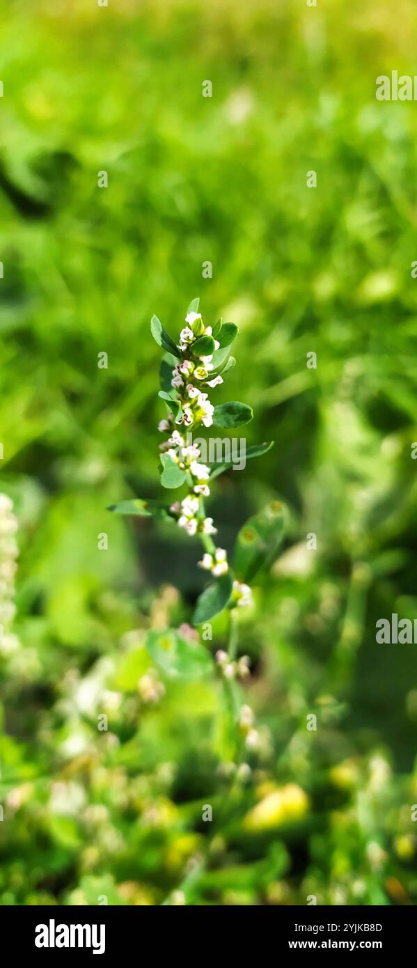 Oval Leaf Knotweed (Polygonum arenastrum Stock Photo - Alamy