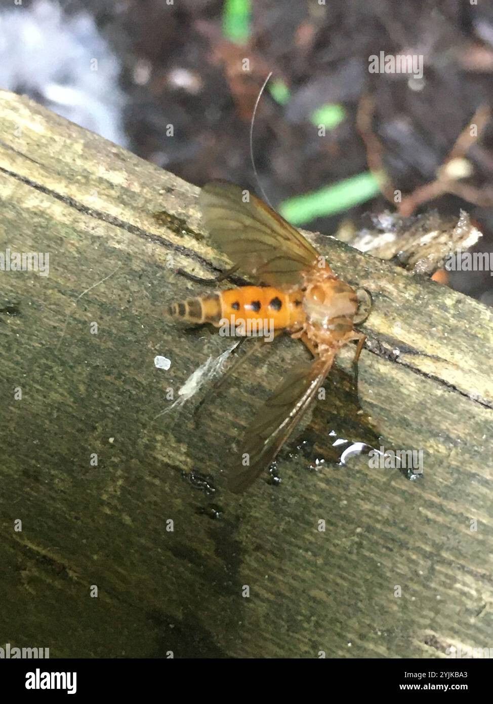 Marsh Snipe Fly (Rhagio tringarius Stock Photo - Alamy