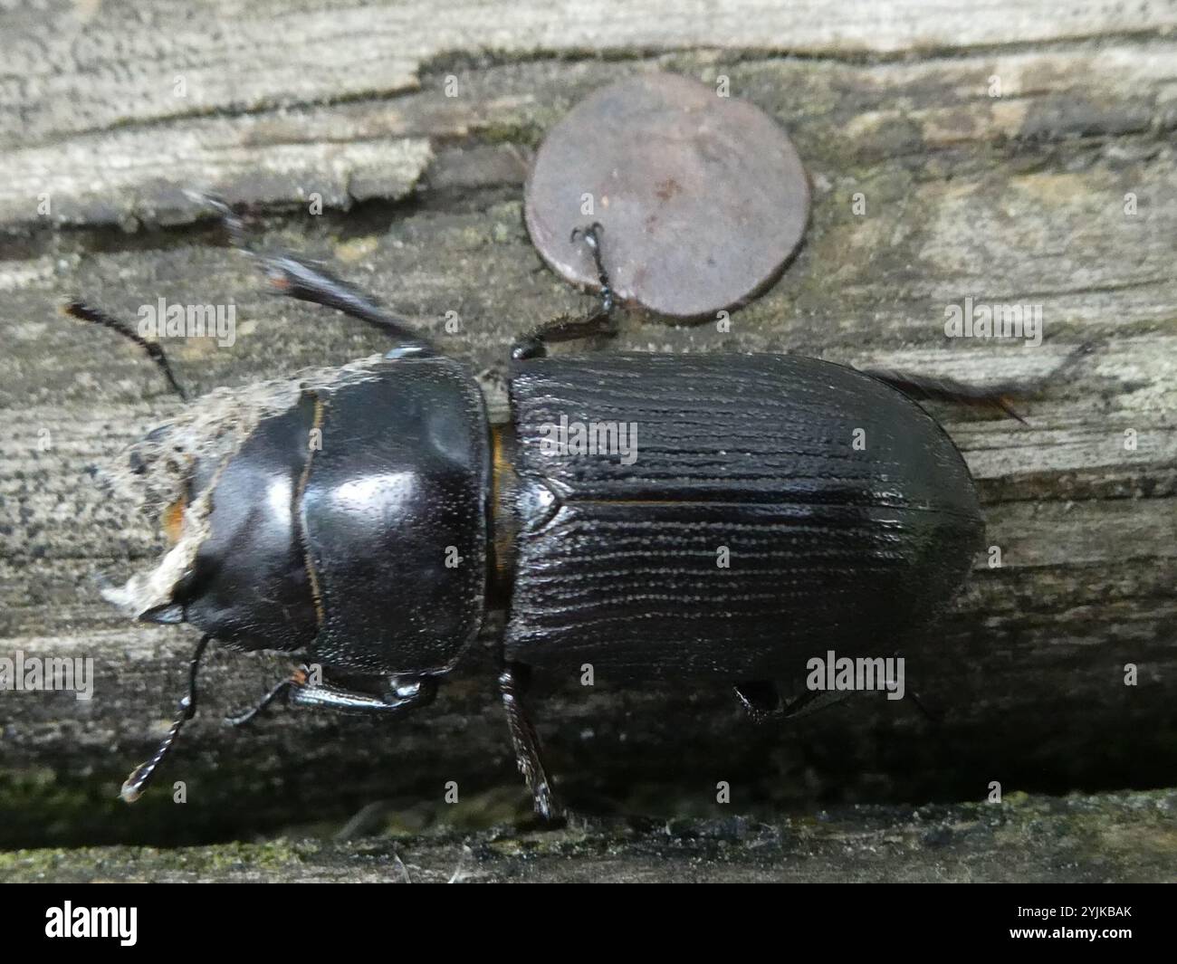 Antelope Beetle (Dorcus parallelus Stock Photo - Alamy