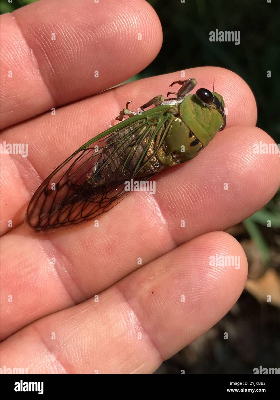 Superb Dog-day Cicada (Neotibicen superbus Stock Photo - Alamy