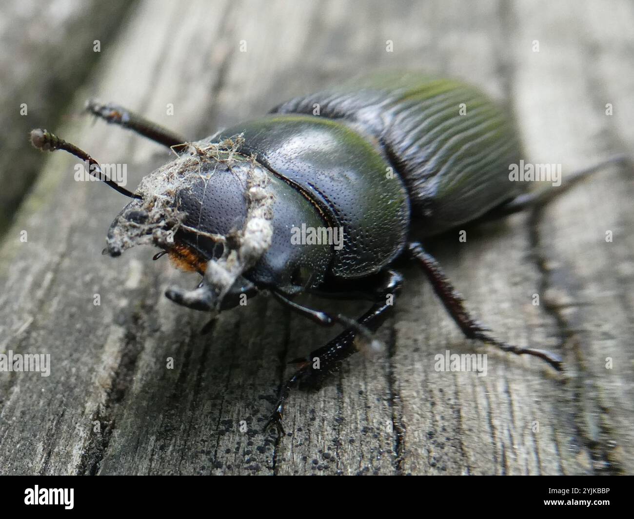 Antelope Beetle (Dorcus parallelus Stock Photo - Alamy