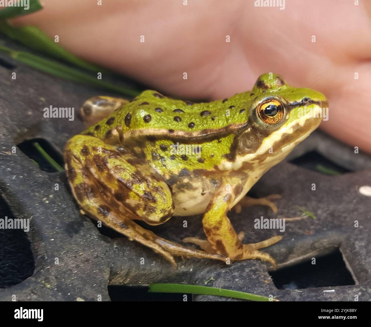 Edible Frog (Pelophylax esculentus Stock Photo - Alamy