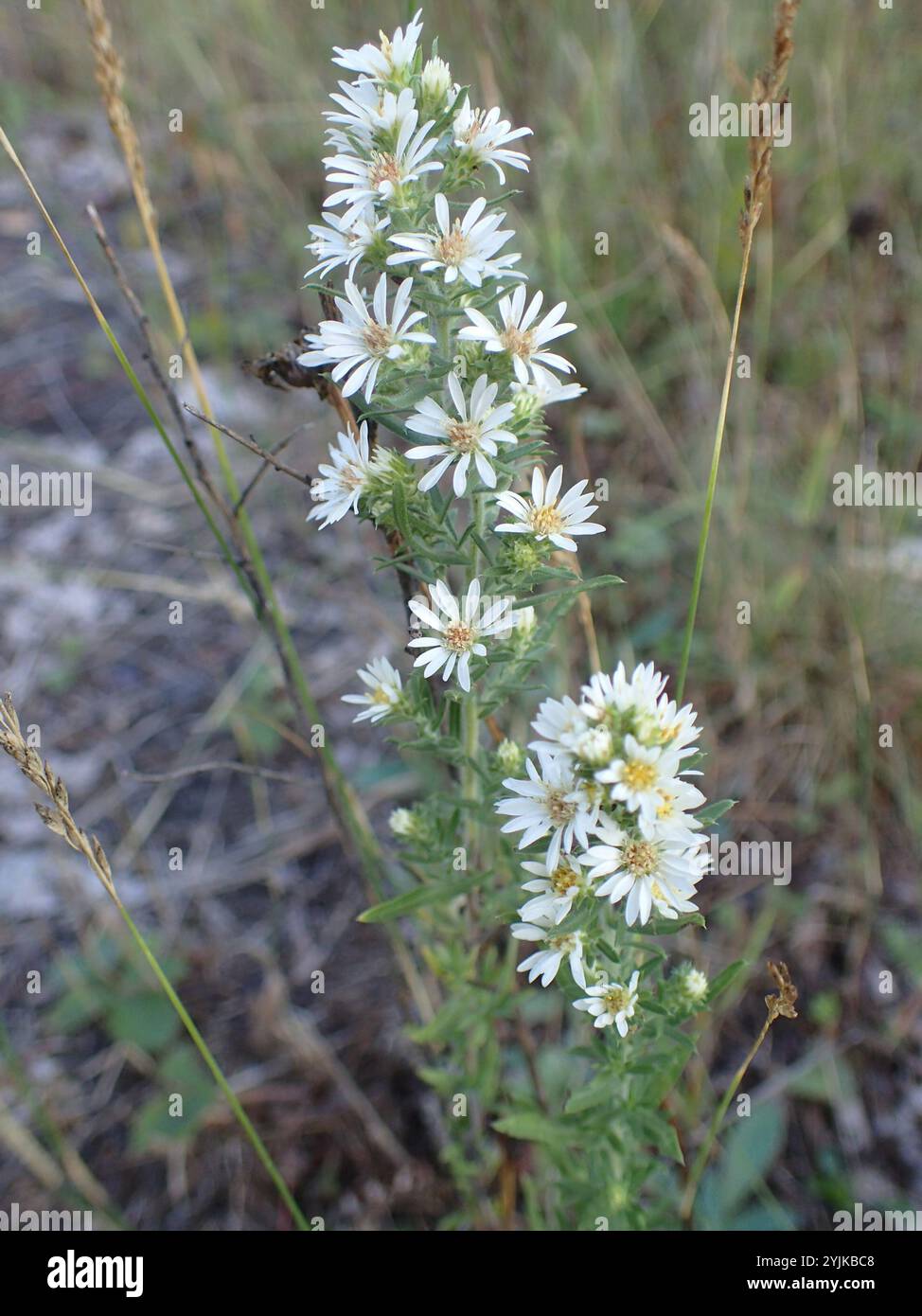 white heath aster (Symphyotrichum ericoides Stock Photo - Alamy