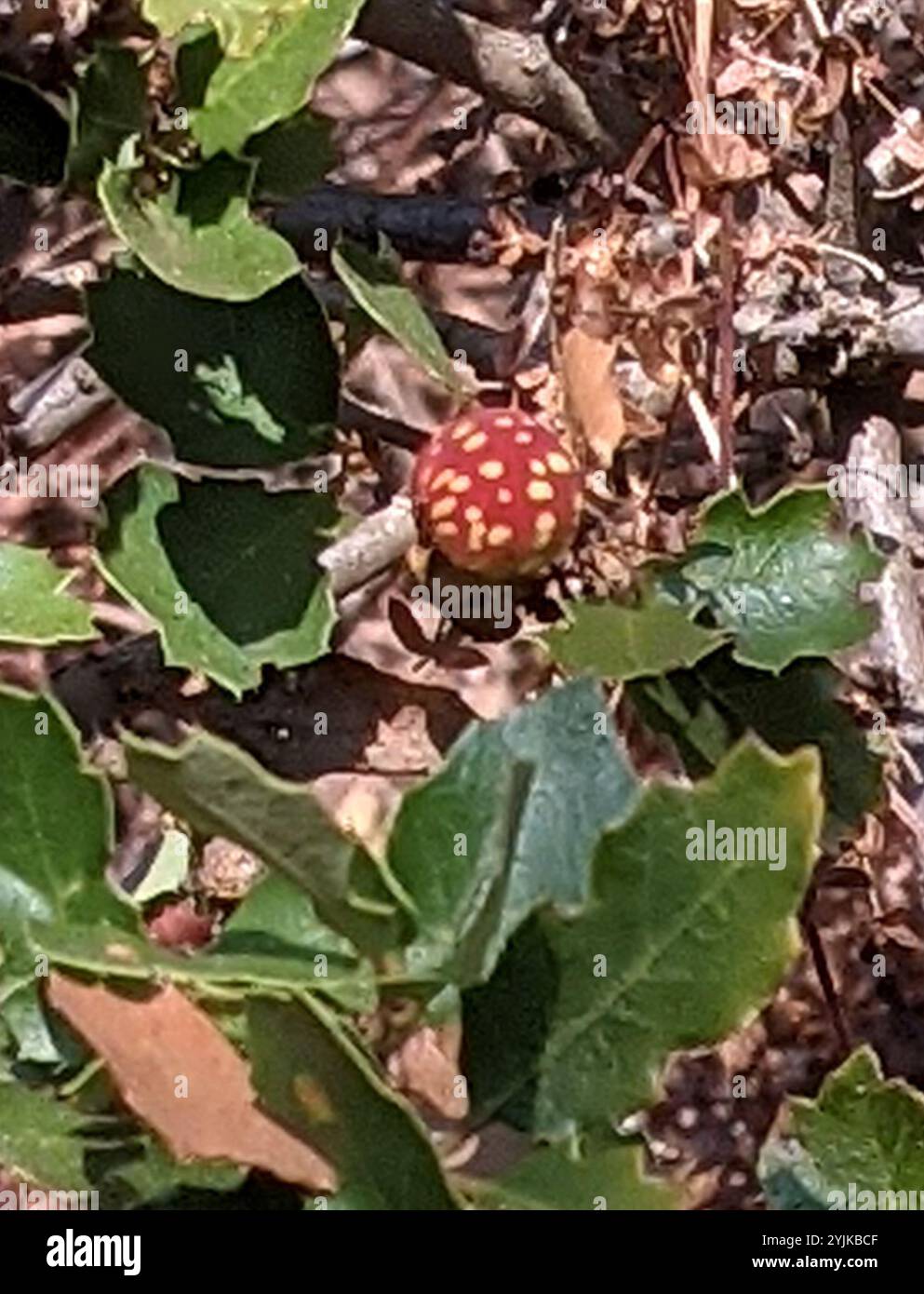 Beaked Twig Gall Wasp (Burnettweldia plumbella Stock Photo - Alamy