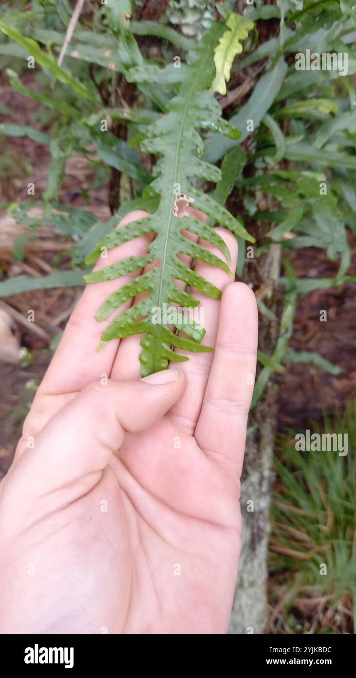 Fragrant Fern (Microsorum scandens Stock Photo - Alamy