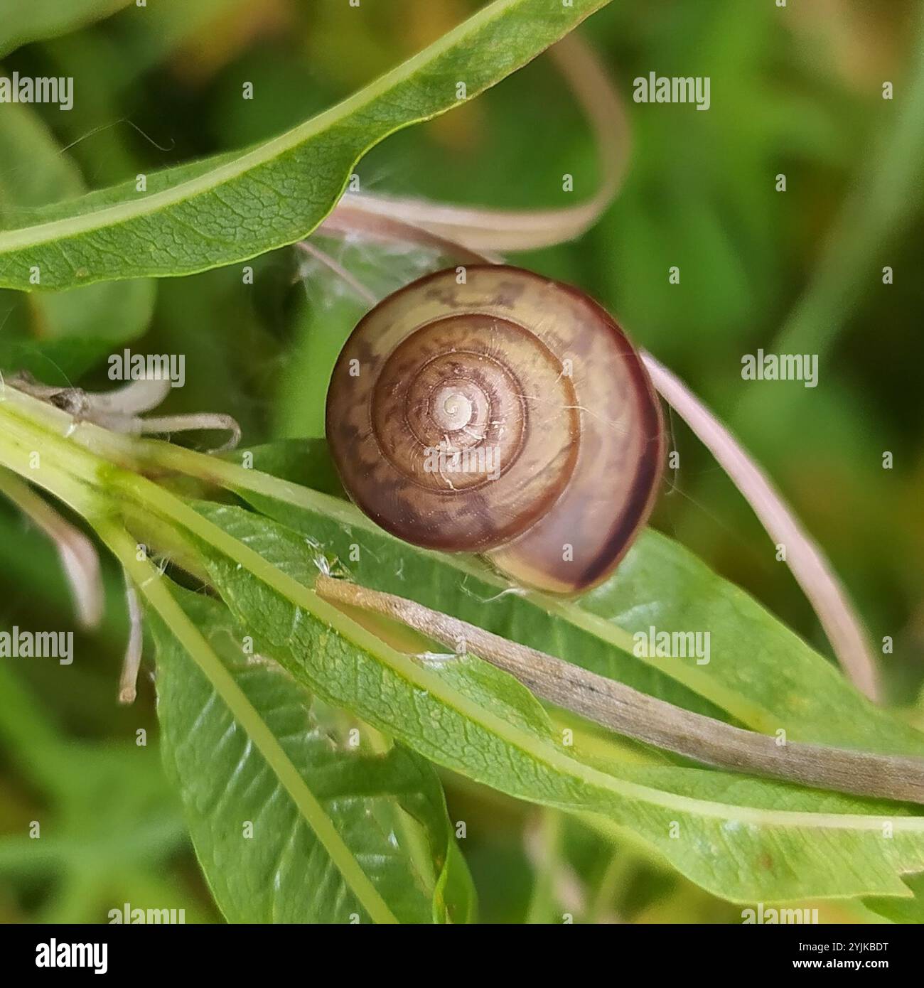 Bush snail (Fruticicola fruticum Stock Photo - Alamy