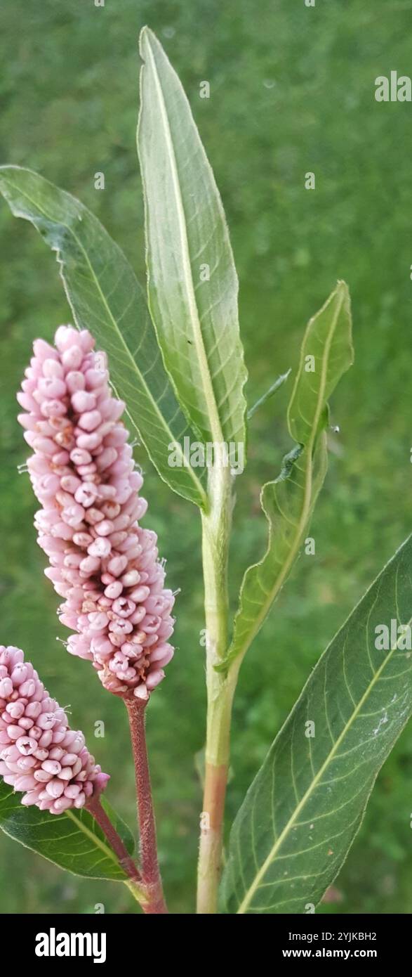 water smartweed (Persicaria amphibia Stock Photo - Alamy