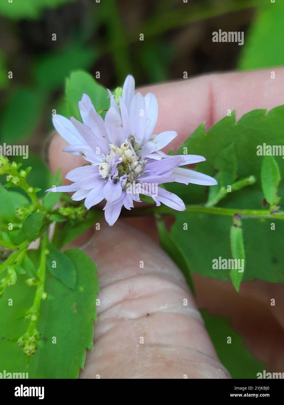Common Blue Wood Aster (Symphyotrichum cordifolium Stock Photo - Alamy