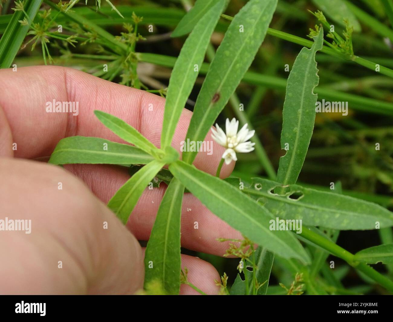 Alternanthera philoxeroides hi-res stock photography and images - Alamy