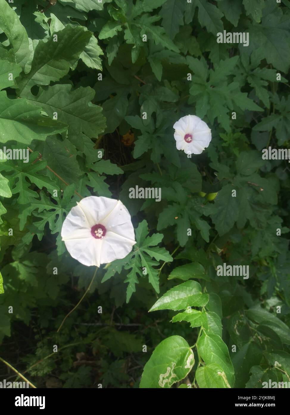 Alamo vine (Distimake dissectus Stock Photo - Alamy