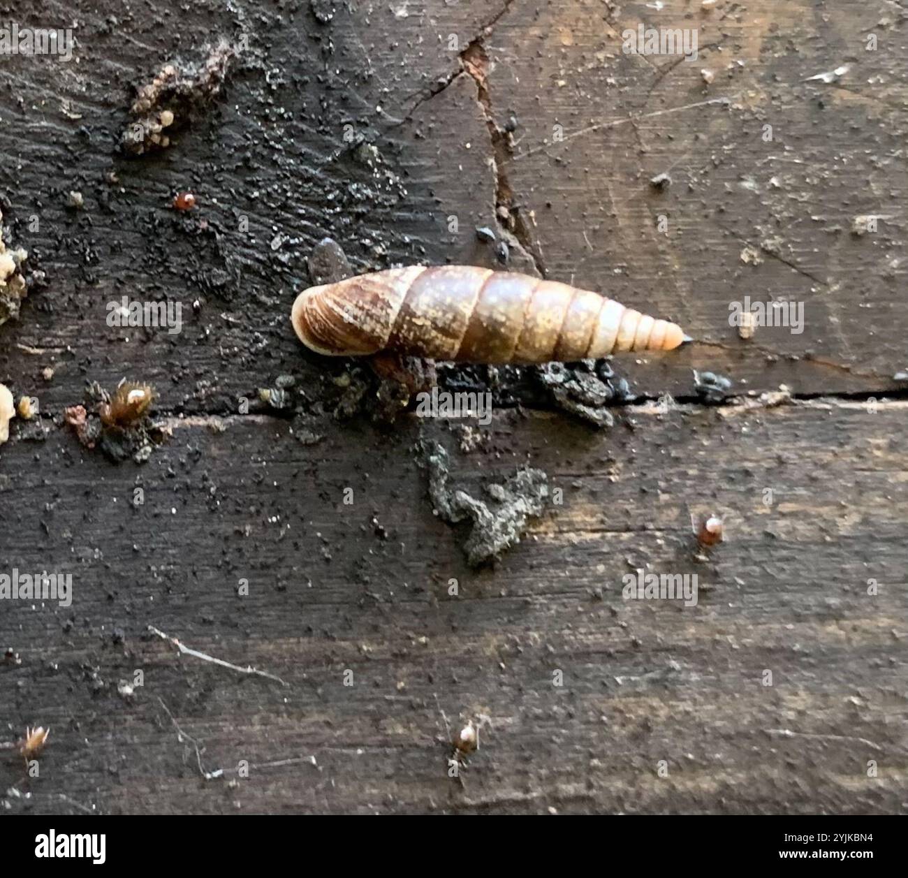 Plaited Door-snail (Cochlodina laminata Stock Photo - Alamy