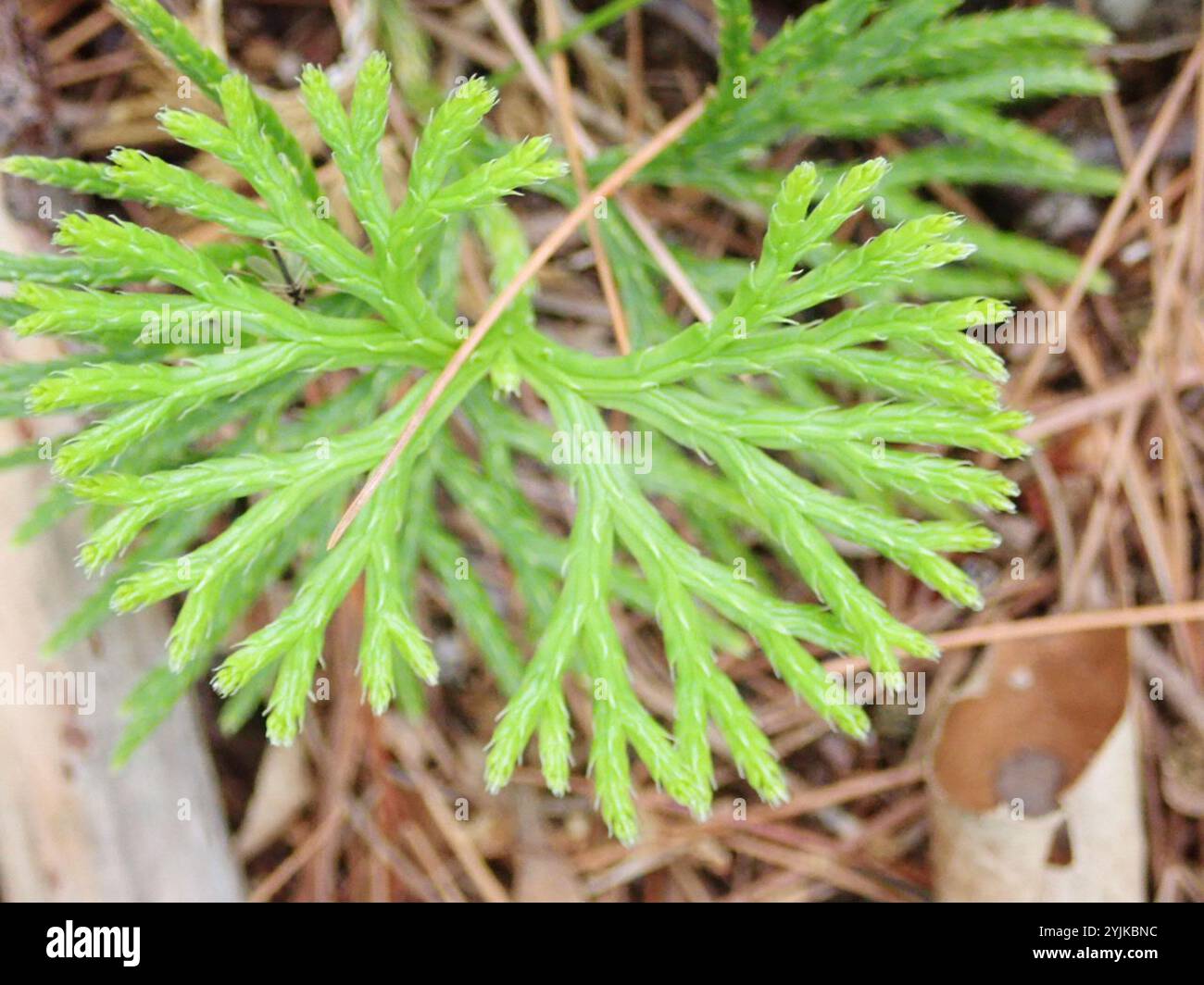 fan clubmoss (Diphasiastrum digitatum Stock Photo - Alamy