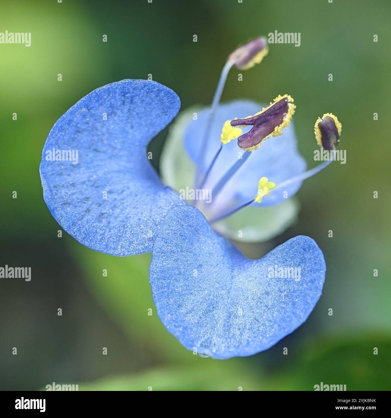 climbing dayflower (Commelina diffusa Stock Photo - Alamy