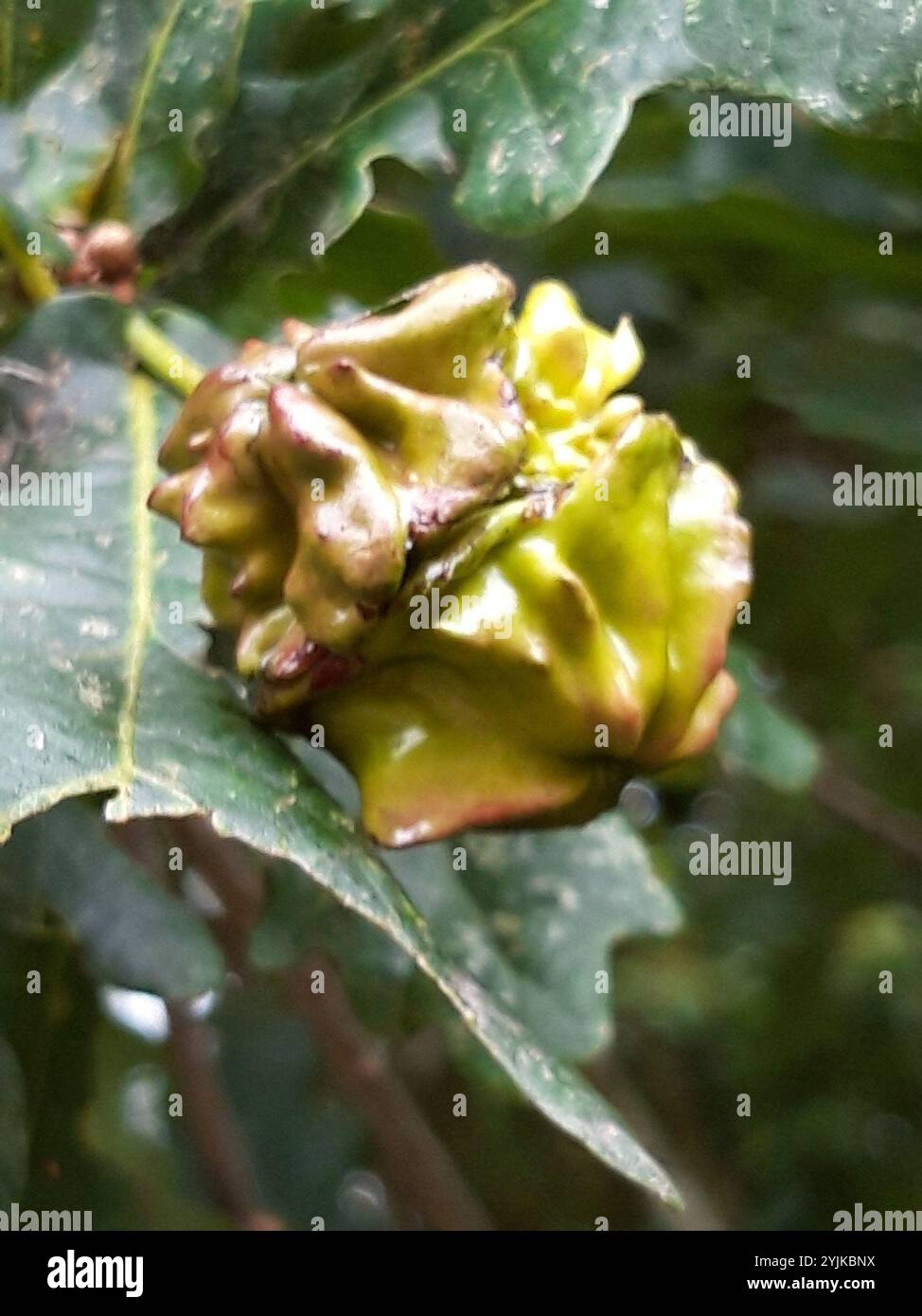Knopper Gall Wasp (Andricus quercuscalicis Stock Photo - Alamy