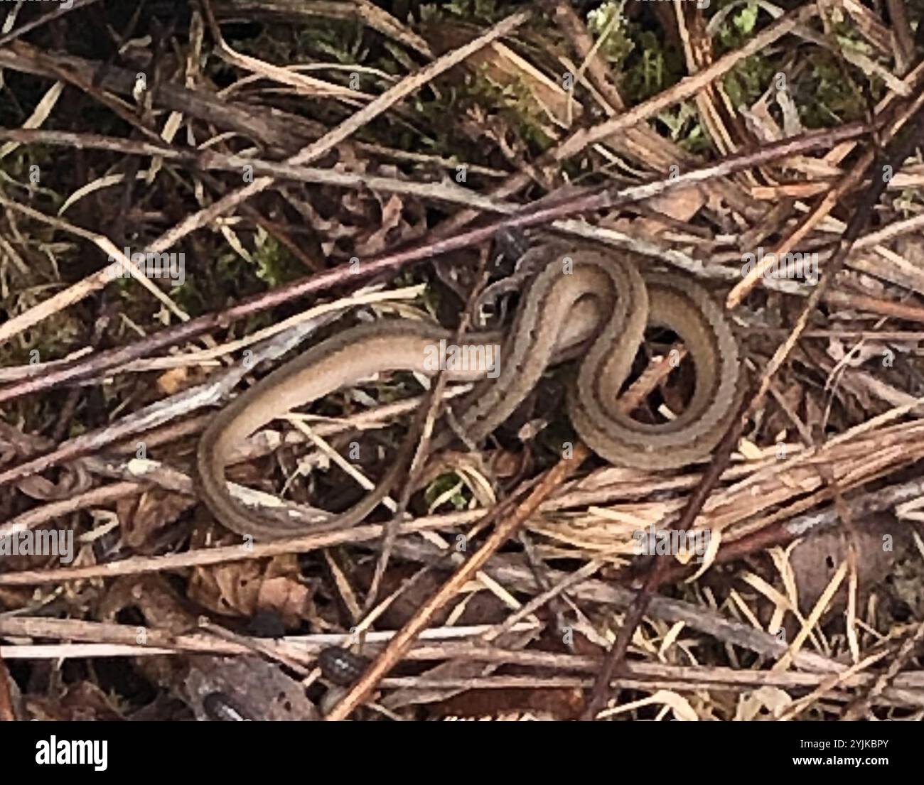 DeKay's Brownsnake (Storeria dekayi Stock Photo - Alamy