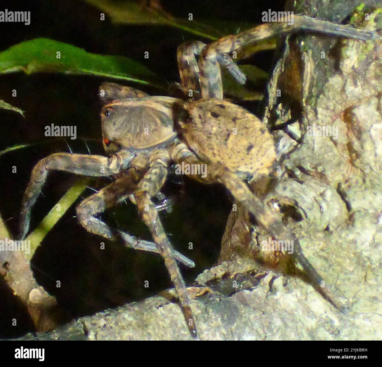 Georgia Wolf Spider (Tigrosa georgicola Stock Photo - Alamy