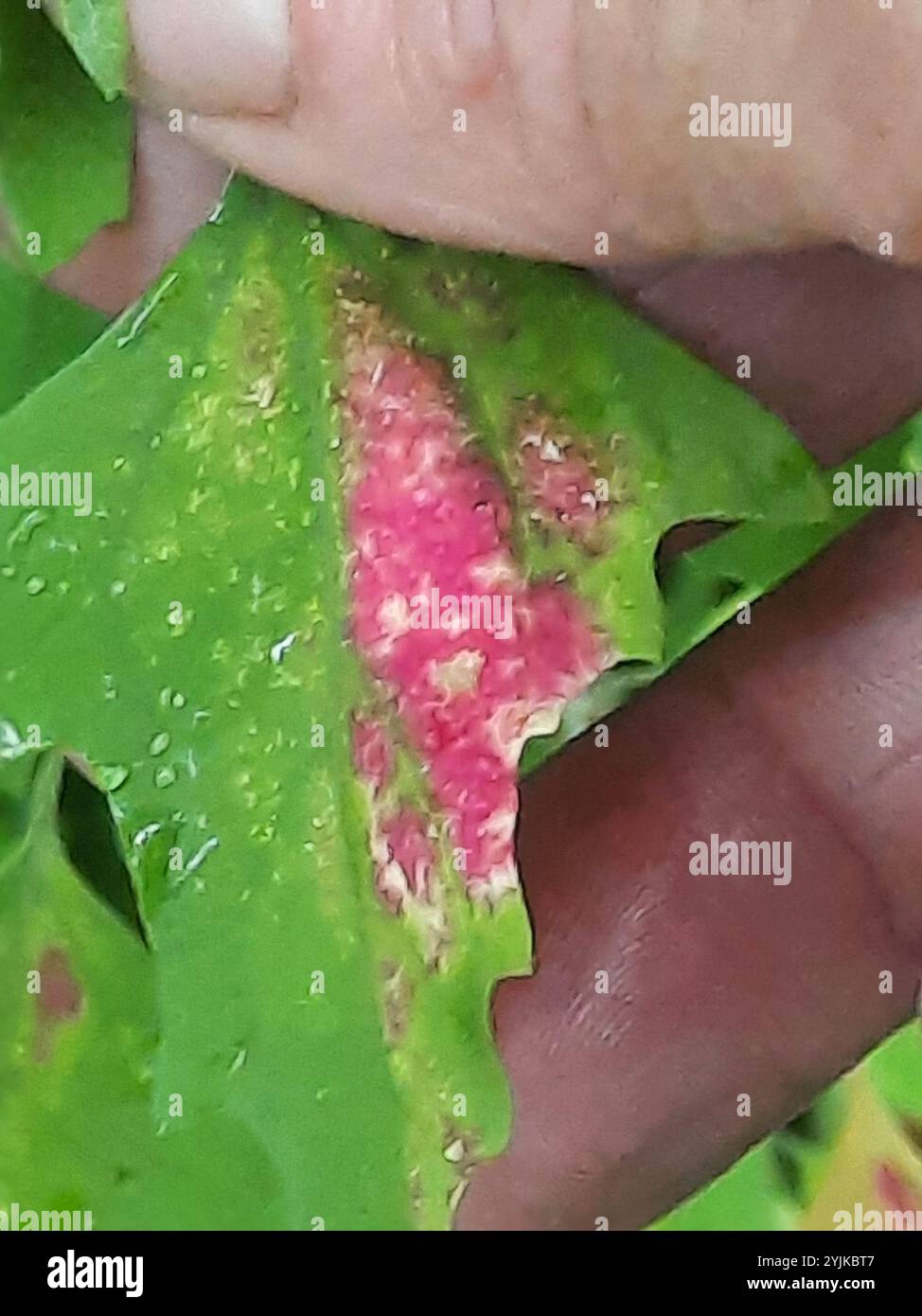 Gall and Rust Mites (Eriophyidae Stock Photo - Alamy