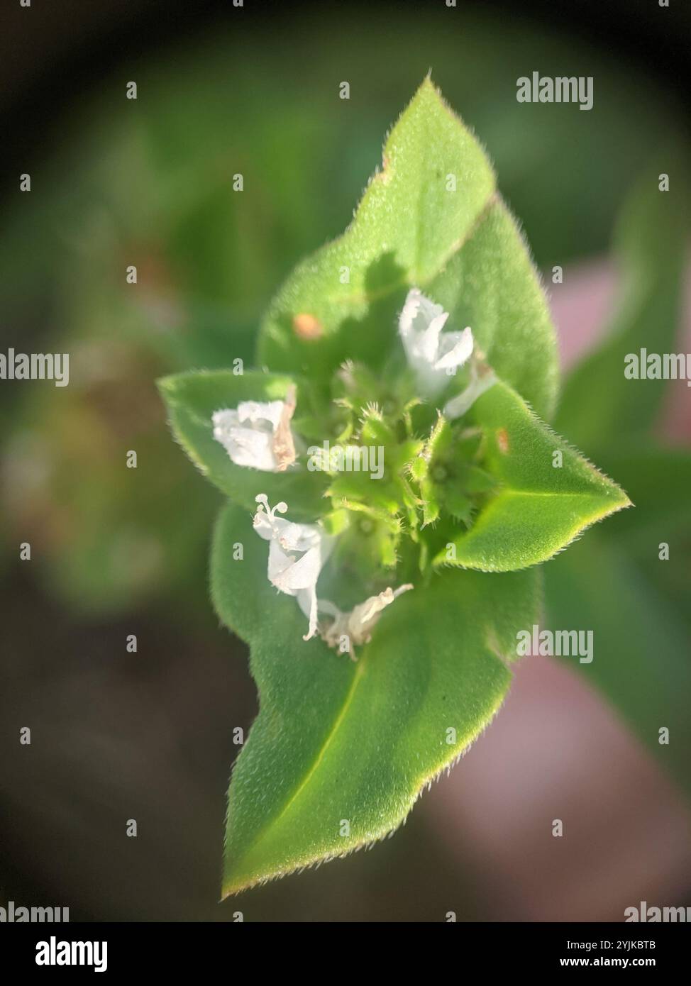 Tropical Mexican Clover (Richardia brasiliensis Stock Photo - Alamy