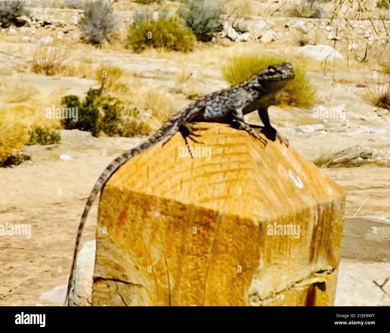 Great Basin Fence Lizard (Sceloporus occidentalis longipes Stock Photo ...