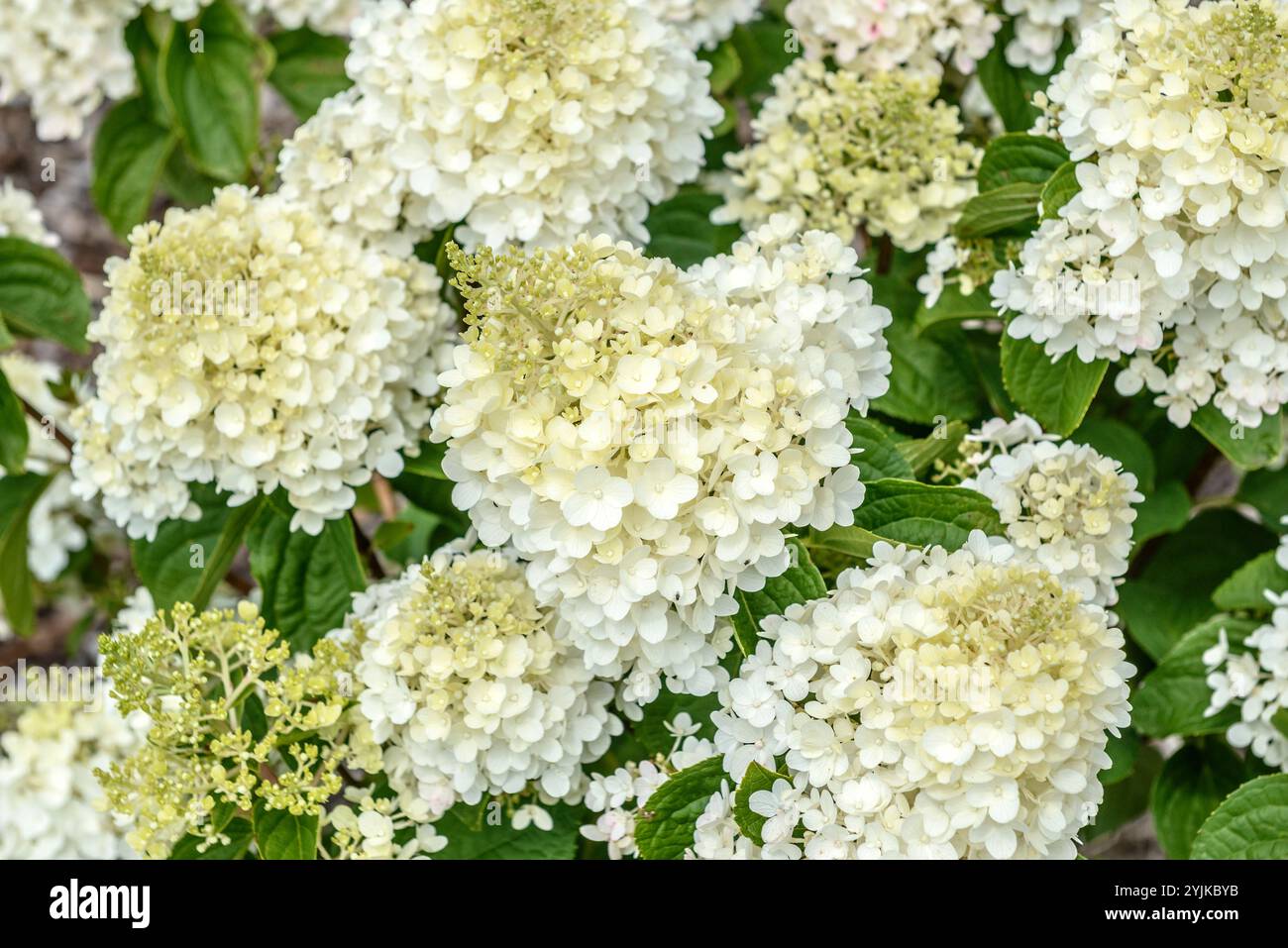 Rispen-Hortensie (Hydrangea paniculata 'Silver Dollar'), panicle hydrangea (Hydrangea paniculata ...