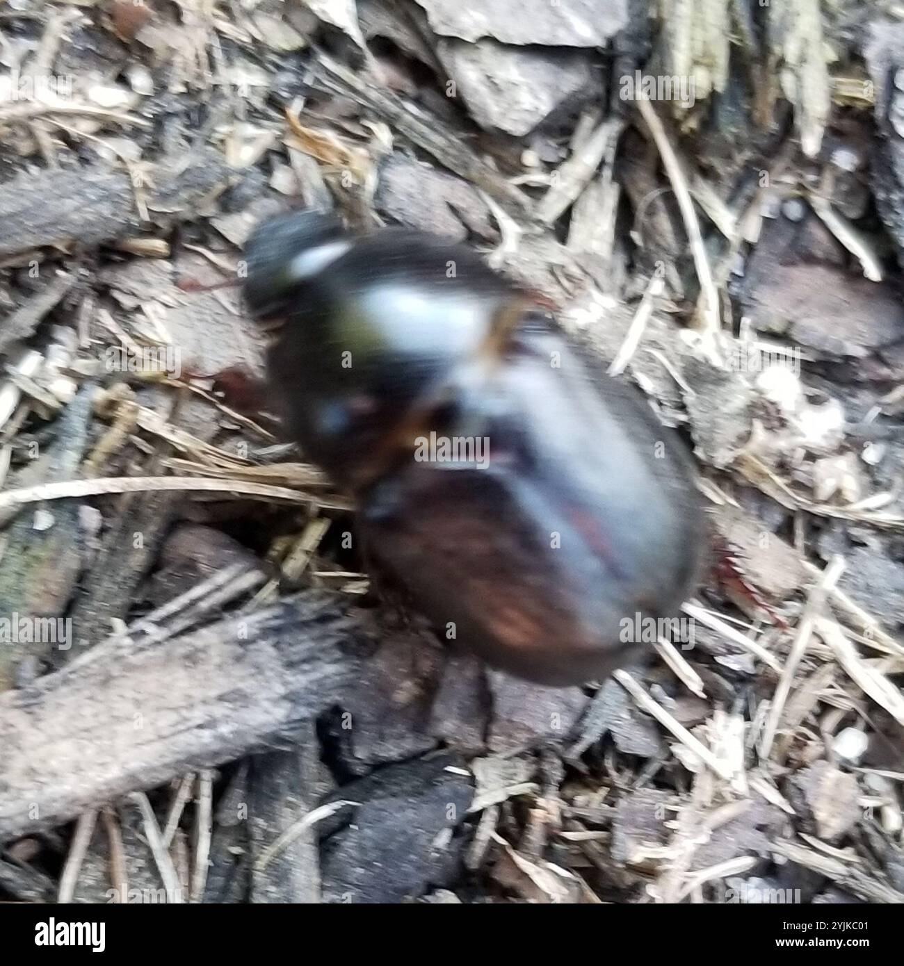 Sugarcane Beetle (Euetheola humilis Stock Photo - Alamy