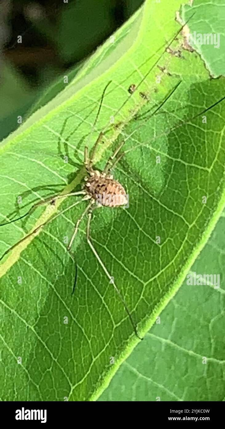 Eastern Harvestman (Leiobunum vittatum Stock Photo - Alamy