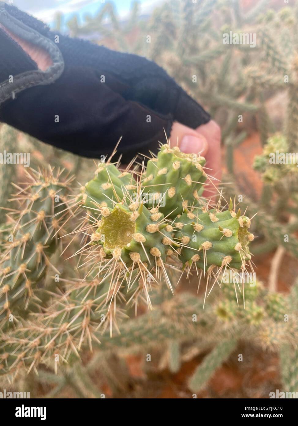 Buckhorn Cholla (Cylindropuntia acanthocarpa acanthocarpa Stock Photo - Alamy