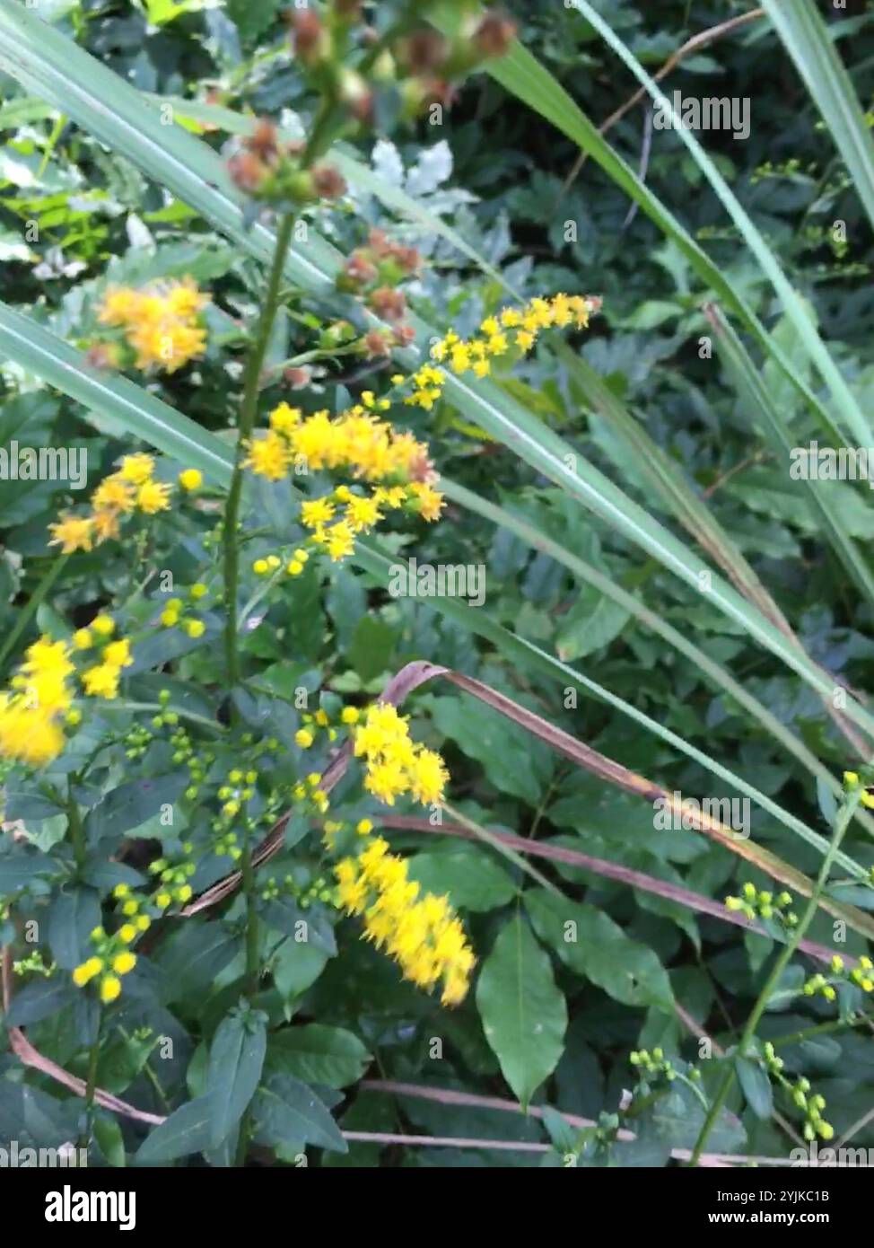southern rough-leaved goldenrod (Solidago patula strictula Stock Photo ...