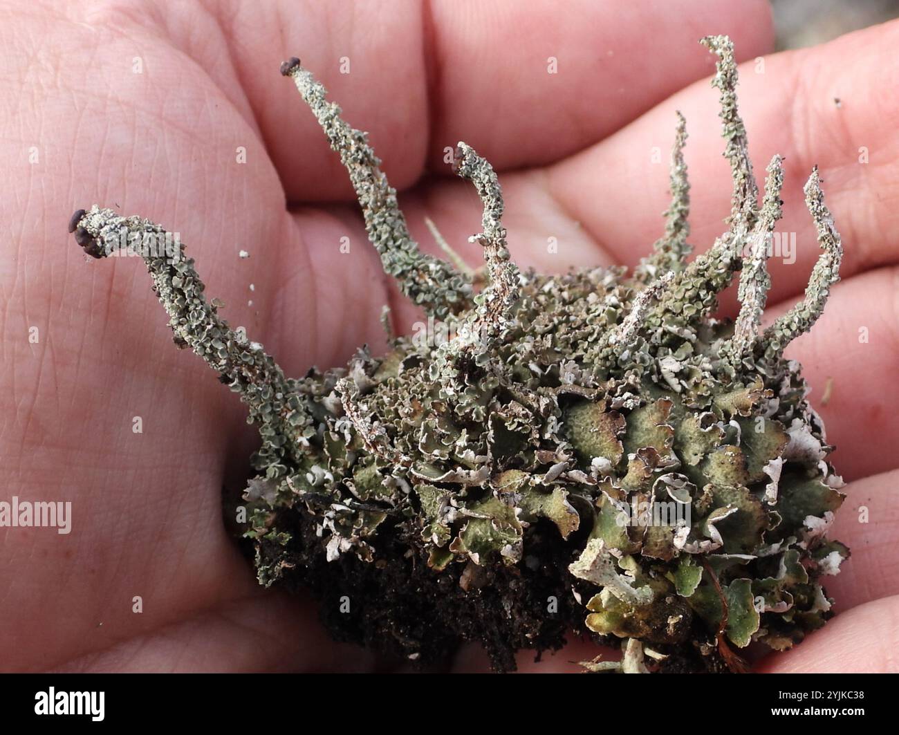 Fig-leaved Pixie Lichen (Cladonia macrophylla Stock Photo - Alamy