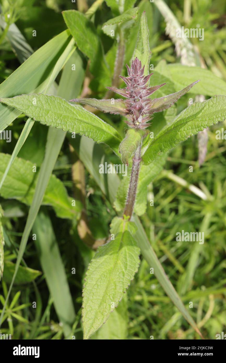 Marsh Woundwort (Stachys palustris Stock Photo - Alamy