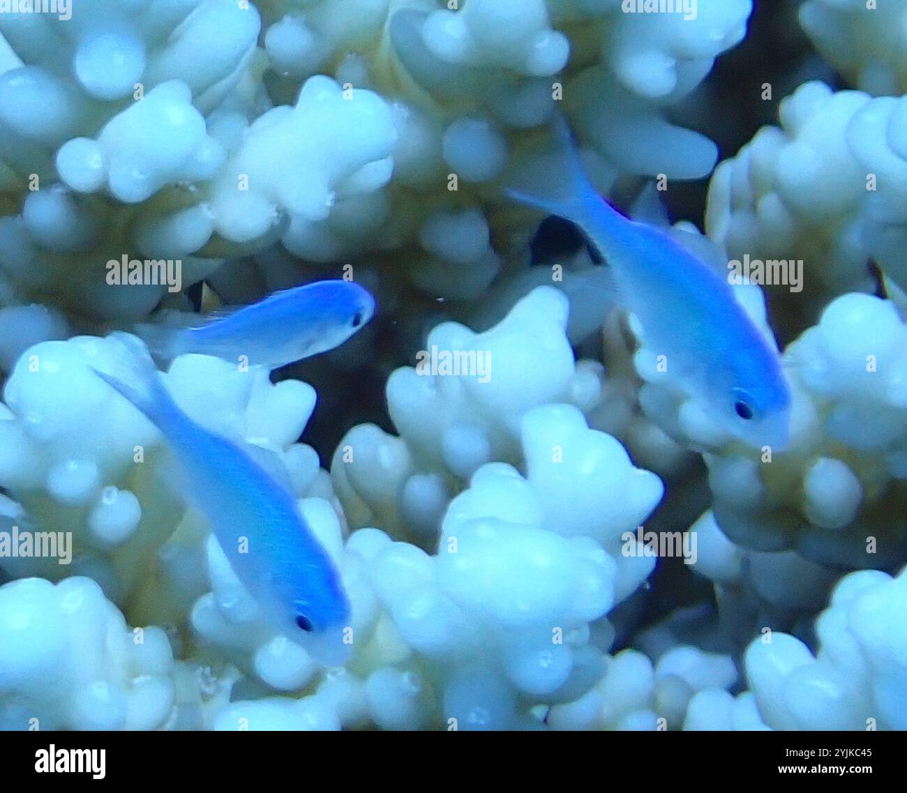 Blue-green Chromis (Chromis viridis Stock Photo - Alamy
