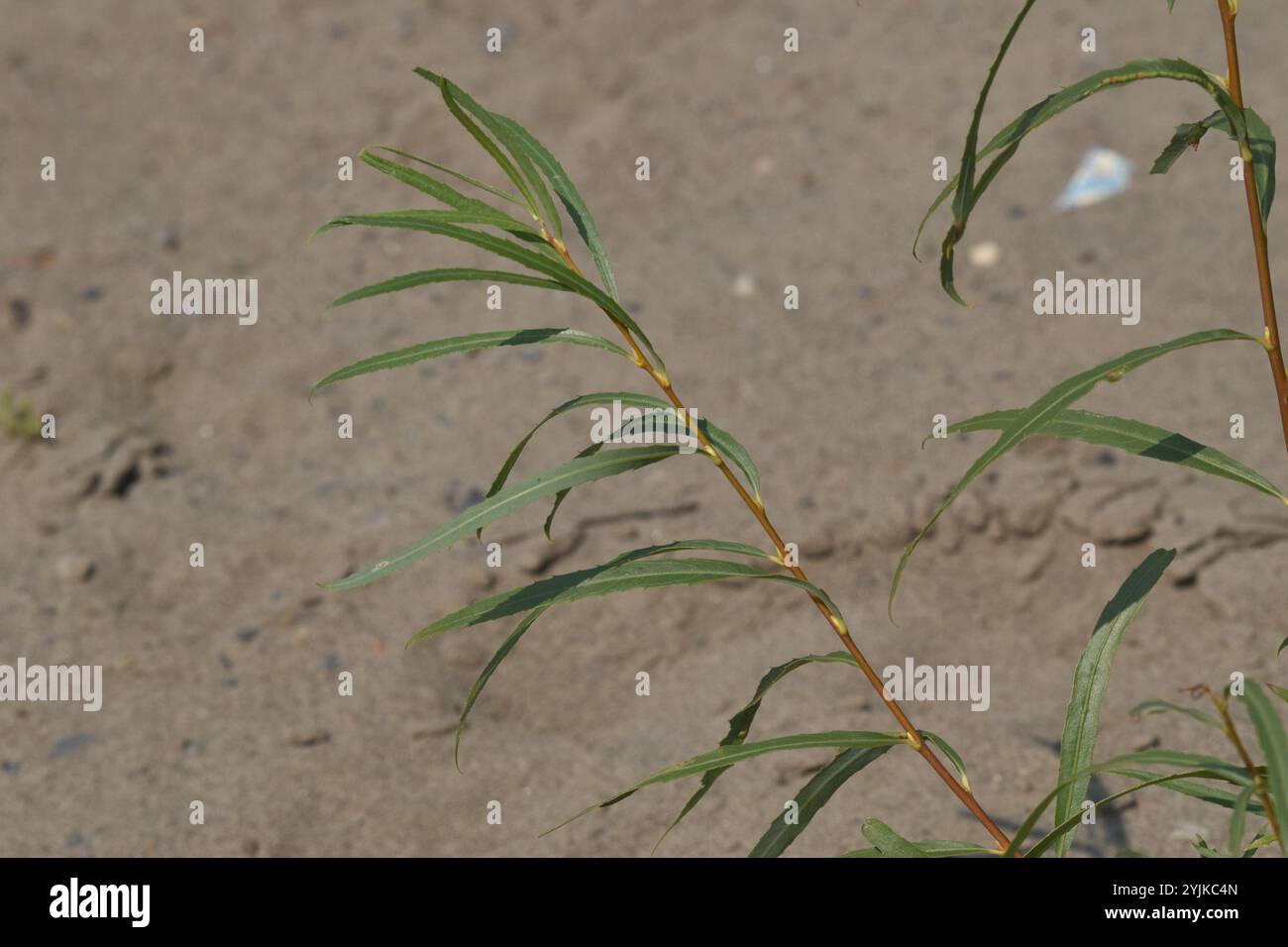 interior sandbar willow (Salix interior Stock Photo - Alamy
