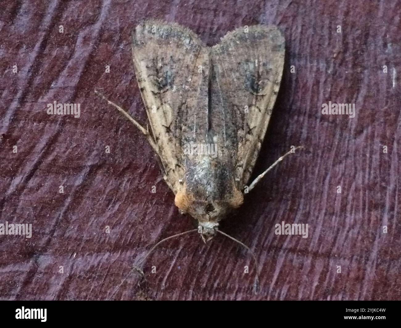 Variegated Cutworm Moth (Peridroma saucia Stock Photo - Alamy