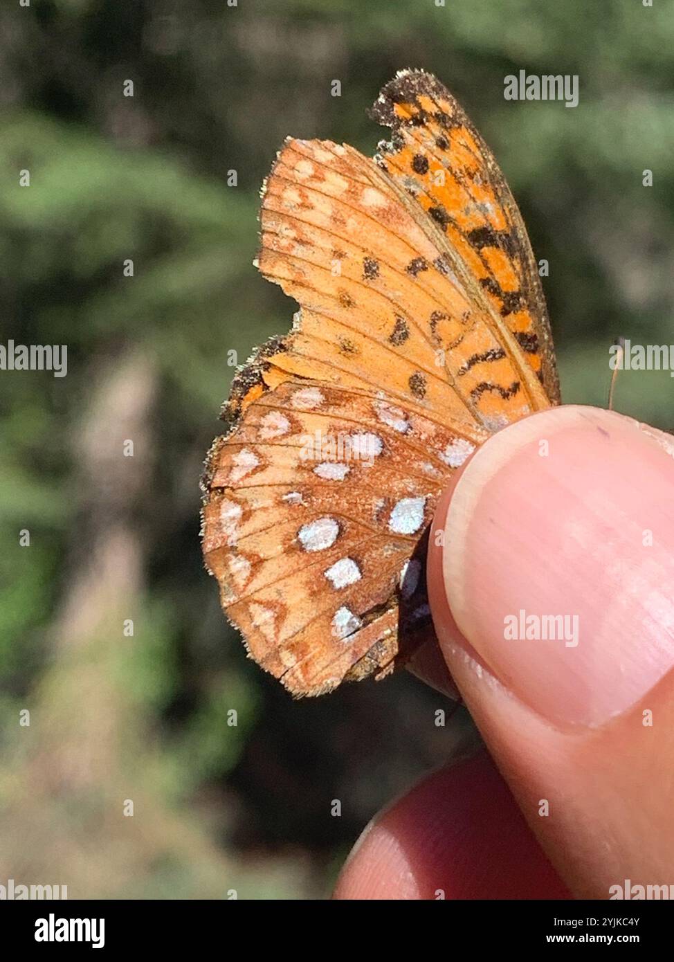 Northwestern fritillary hi-res stock photography and images - Alamy